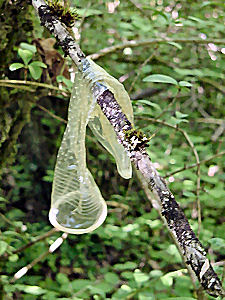 Comment nettoyer une capote - Auto titre